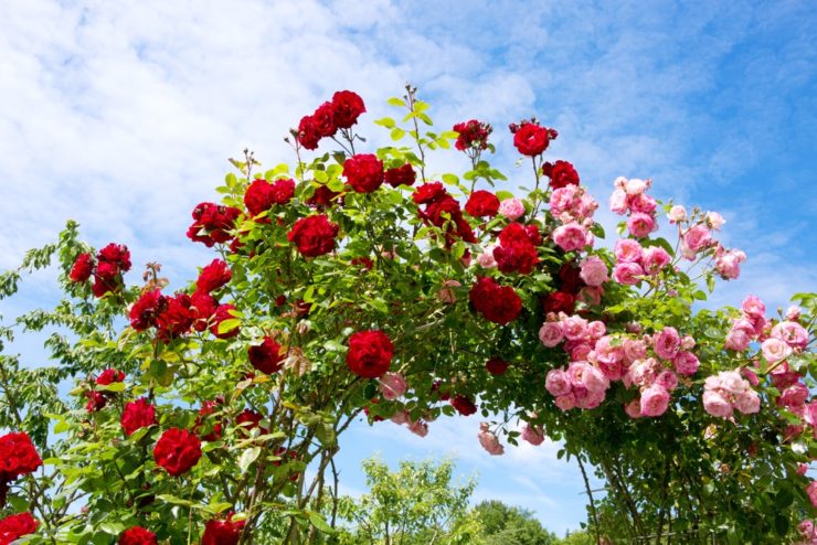 Head Gardeners Recommend These Climbing Roses For Shady Garden Areas ...