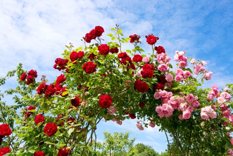 Head Gardeners Recommend These Climbing Roses For Shady Garden Areas ...