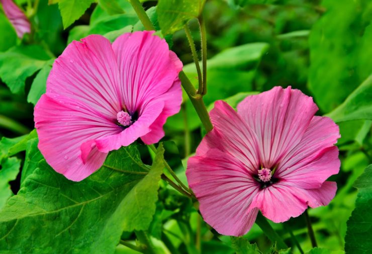 Colourful Combinations With Lavatera ‘Tree Mallows’: How To Care For ...