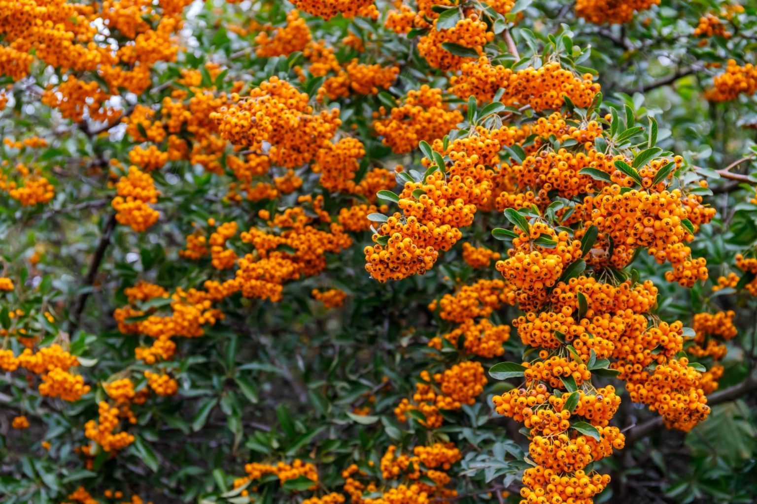 Pyracantha 'Firethorn': Grow This Plant To Enliven An Otherwise Dull ...