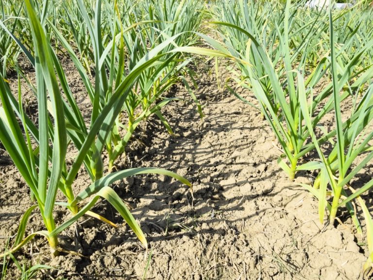 How To Plant, Grow & Care For Garlic | Horticulture Magazine