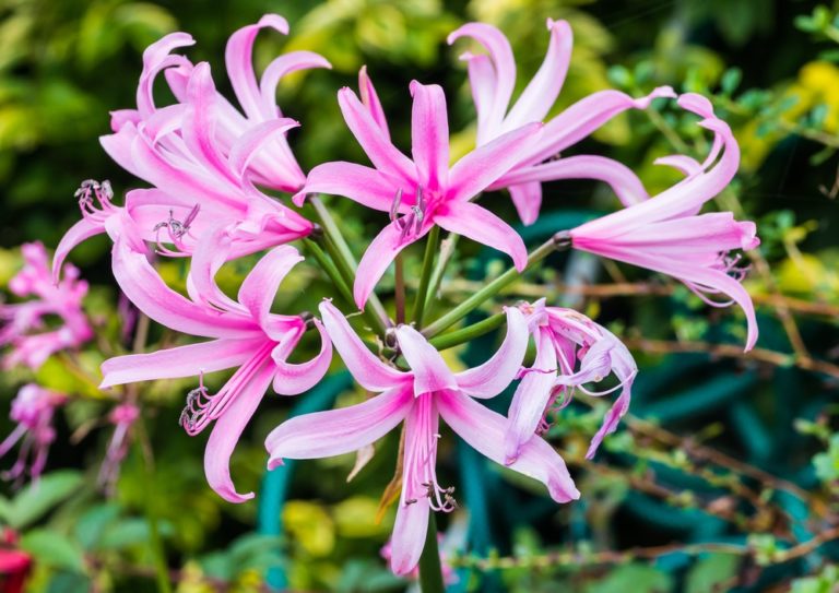 How Experts Grow Guernsey Lilies With Tips From Two Respected Nerine ...