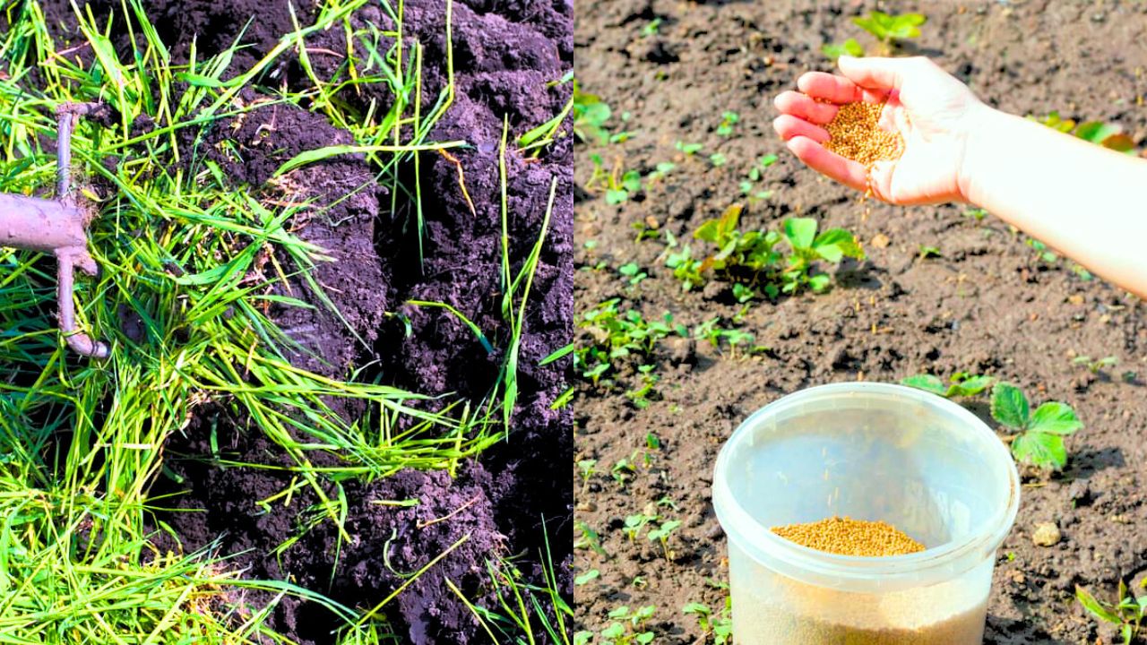 Why You Should Be Using Green Manures To Improve Soil Structure And ...