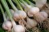 How To Grow Garlic - Plant Care Tips | Horticulture.co.uk