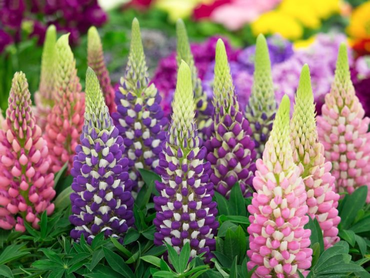 How To Grow Lupins: Care & Planting Guide | Horticulture.co.uk