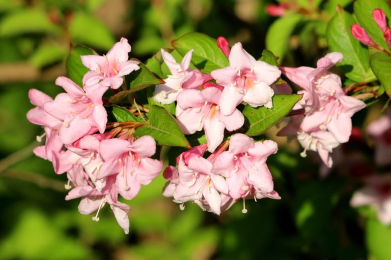 How To Grow & Care For Weigela Shrubs | Horticulture