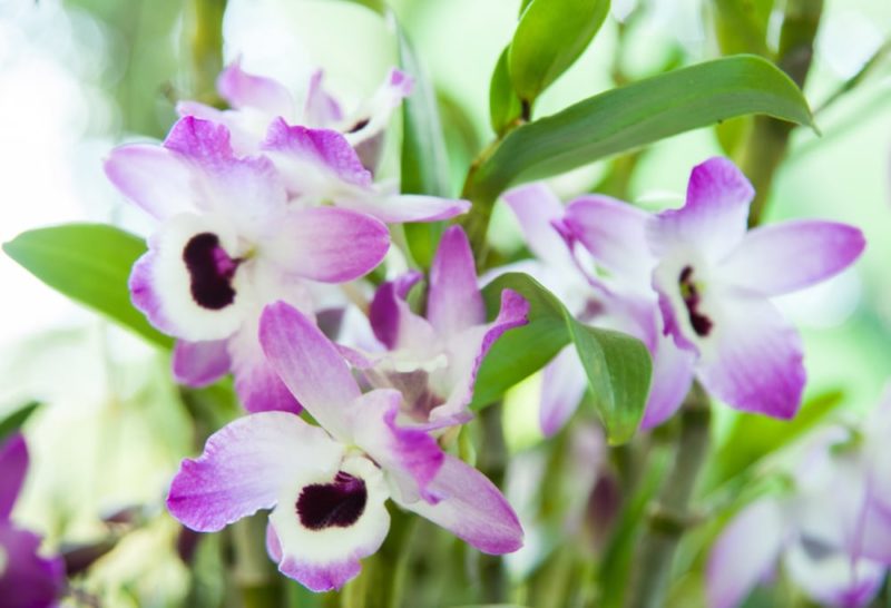 Three Recognised Orchid Growers And Sellers Share Dendrobium Nurturing ...