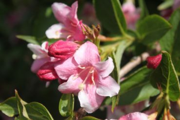 Growing Weigela: Their Spreading Habit Makes Them A Valuable Screening ...