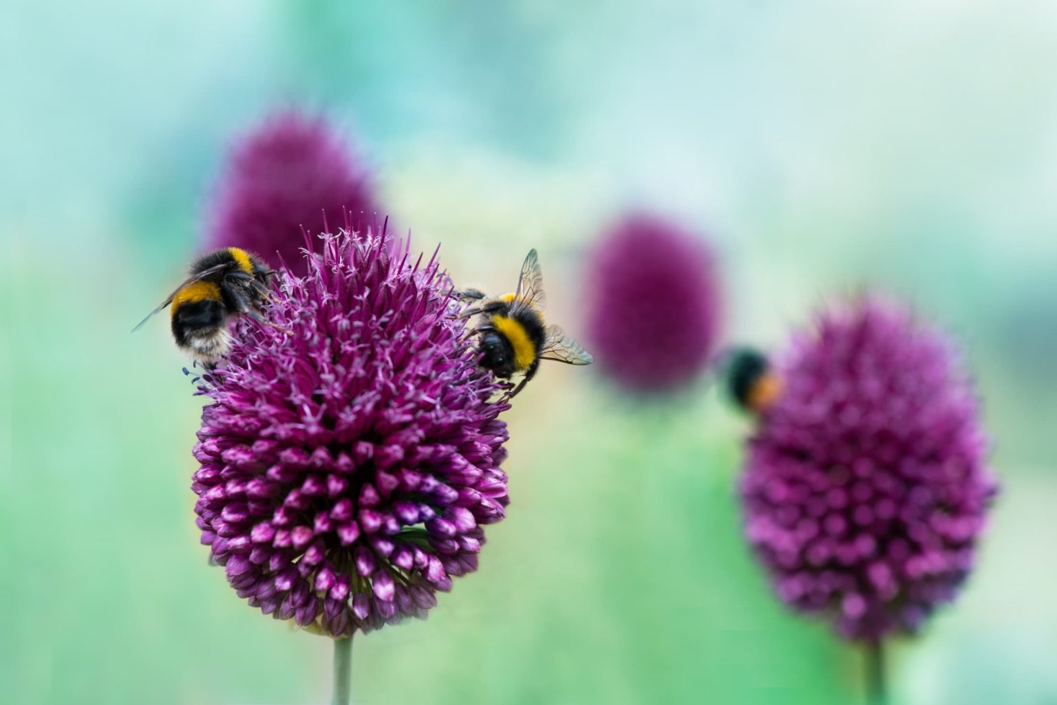 According To Beekeepers, These 14 Plants Are Irresistible To Bees ...