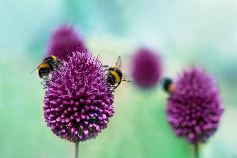 According To Beekeepers, These 14 Plants Are Irresistible To Bees ...