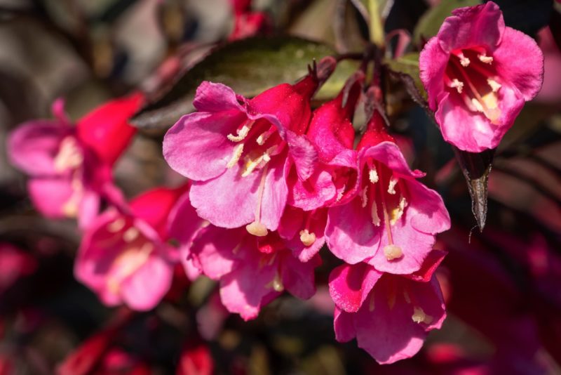 Growing Weigela: Their Spreading Habit Makes Them A Valuable Screening ...