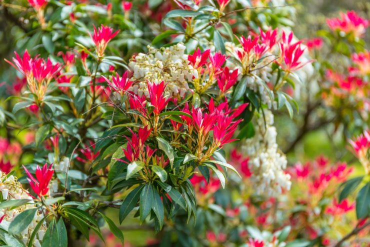 Pieris Japonica Care & Growing Tips | Horticulture.co.uk