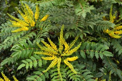 Growing Mahonia Shrubs: They Will Do Well In Sun Or Shade And All Soil ...