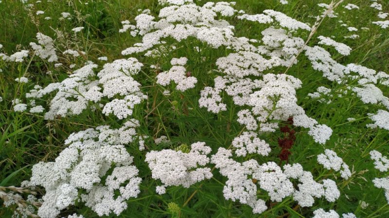 You Can Grow Achillea (Yarrow) In Flowerbeds Or Pots - Here's How ...