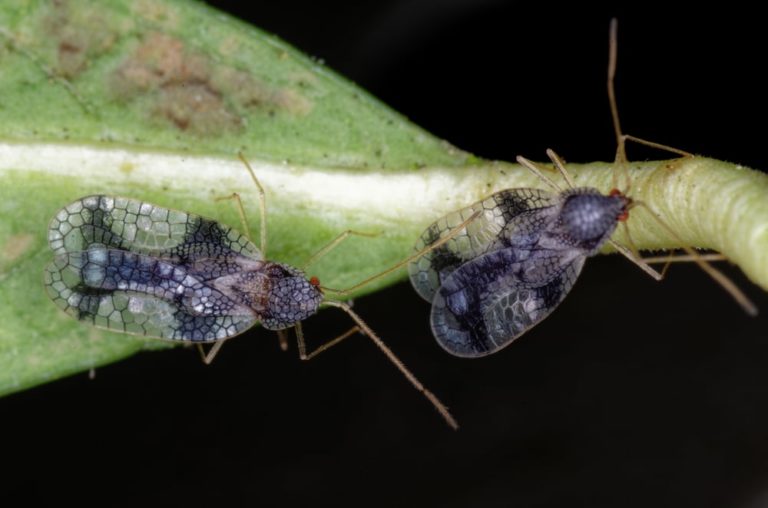 3 Pieris Growing Problems & Issues | Horticulture.co.uk