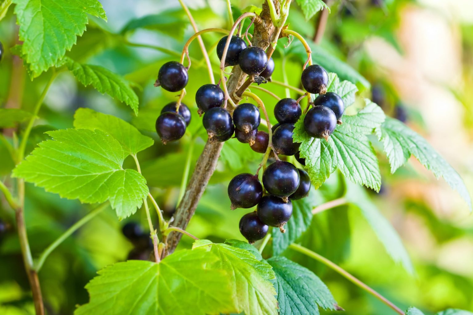 Blackcurrant Bush Growing Guide For Summer Berries (And Keeping The ...