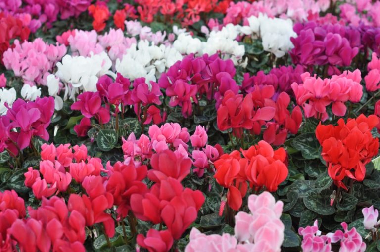 Growing Cyclamen With The Experts - These Are The Varieties And Care ...
