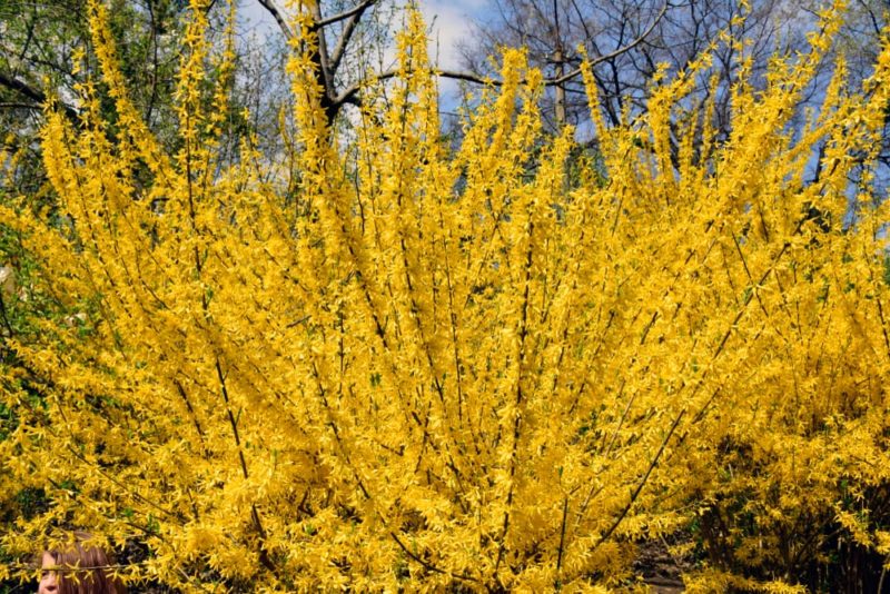 21 Fast-Growing Shrubs For Gardens | Horticulture.co.uk