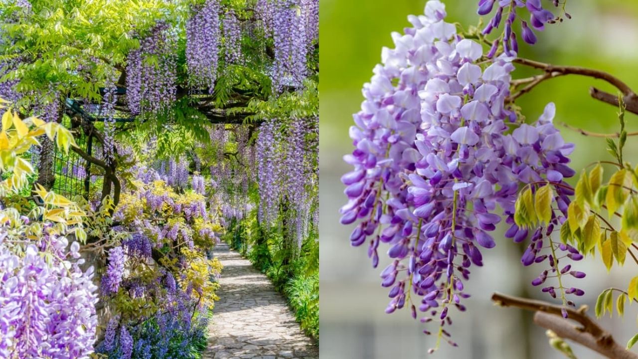 How To Grow Wisteria - Choose These Types For Cascading, Beautifully ...
