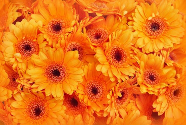 52 Fiery And Vibrant Orange Flowering Plants With Lilies, Marigolds And ...