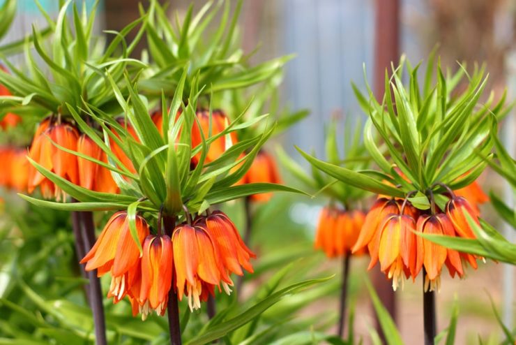 52 Fiery And Vibrant Orange Flowering Plants With Lilies, Marigolds And ...