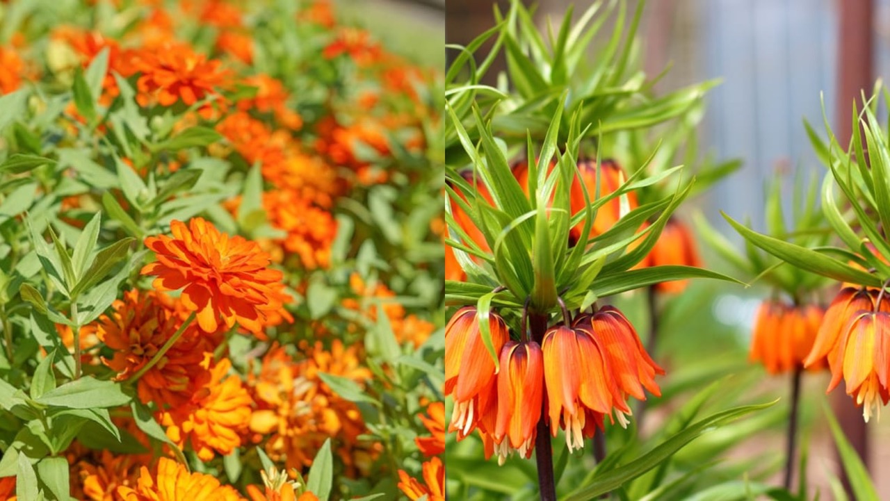 52 Fiery And Vibrant Orange Flowering Plants With Lilies, Marigolds And ...