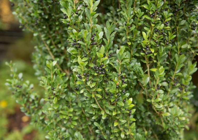 "Don't Be Scared Of Smaller Spaces" - Here's 16 Narrow Trees You Can ...