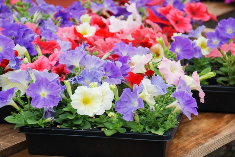 You Can't Fail To Notice Petunias - Here’s How To Grow Them And Some ...