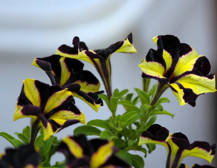 You Can't Fail To Notice Petunias - Here’s How To Grow Them And Some ...