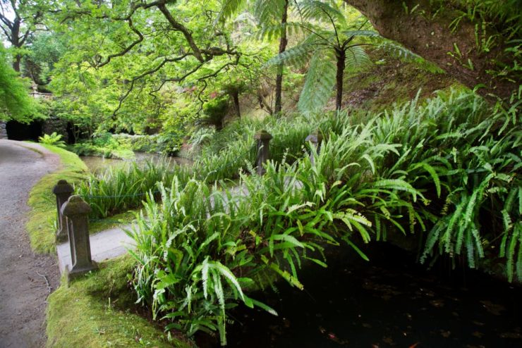 10 Plants For Narrow Garden Borders With Ideas From Flo Headlam ...