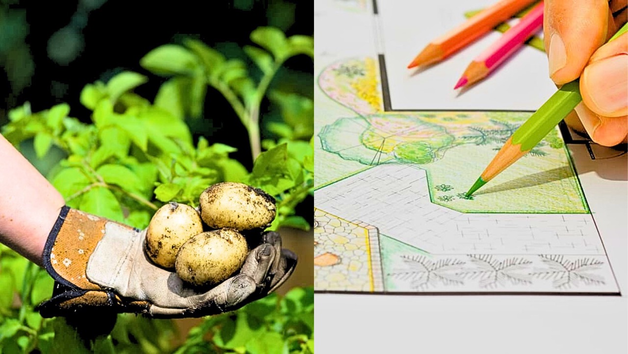 Get Planning And Start A Vegetable Patch In Your Garden With This 12 ...