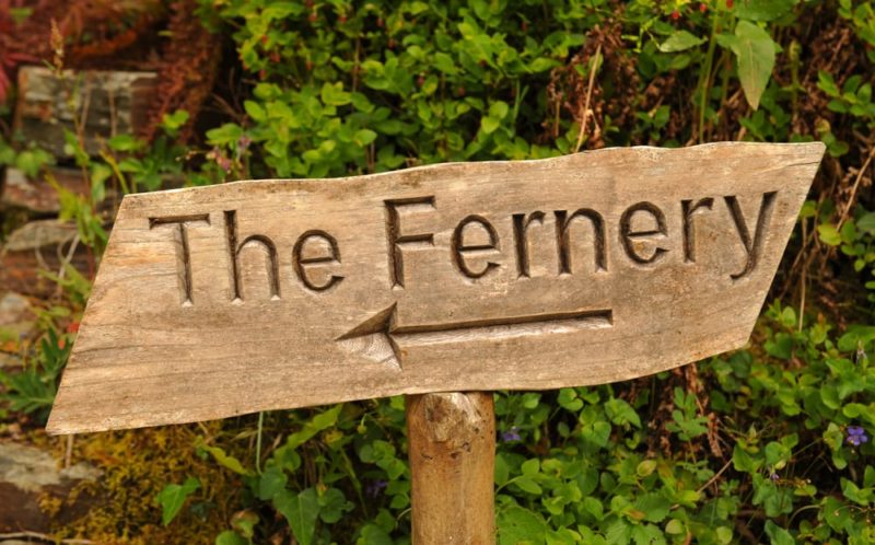 The Fascinating Fern Types Grown By Expert Nurseries And Garden ...