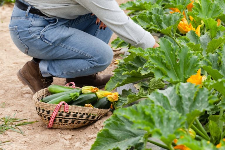 Maximise Your Courgette Yield With These Growing Tips From Roy Nicol ...