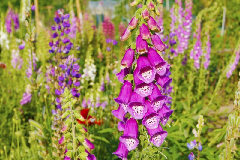This Is How Experts Grow Foxgloves, Including Managing Their 2 Year ...