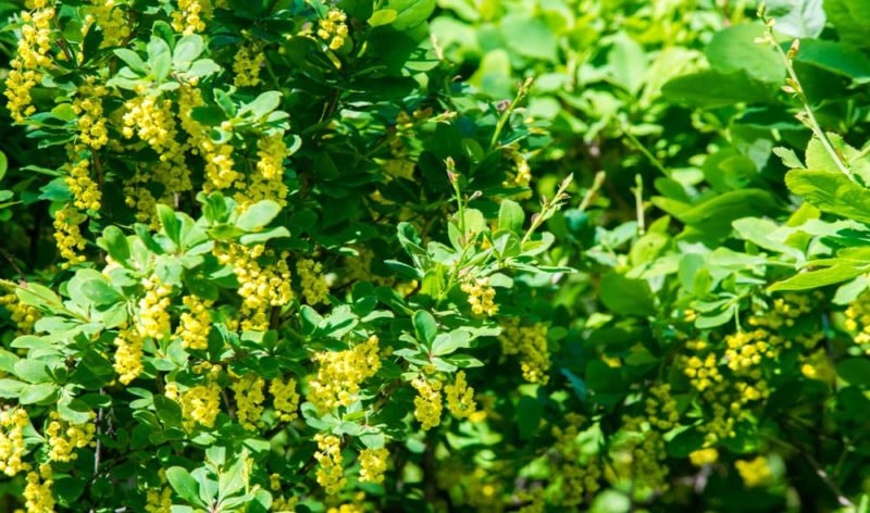 Why You Should Grow Berberis (Barberry) As A Useful And Productive ...