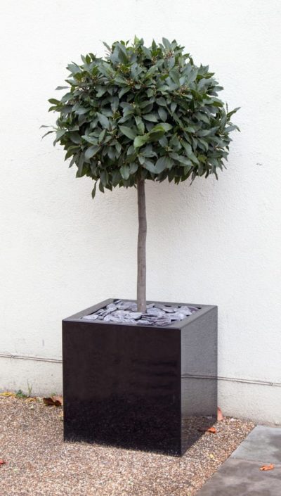 How To Grow Laurus Nobilis 'Bay Tree' | Horticulture.co.uk