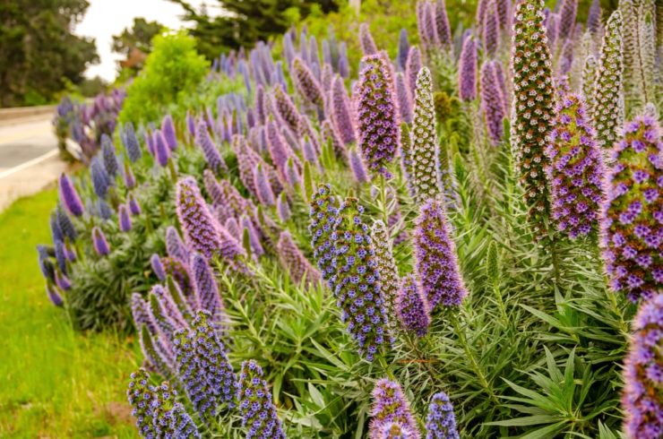 Grow Echium ‘Bugloss’ For Pollinators Says Professor Dave Goulson ...