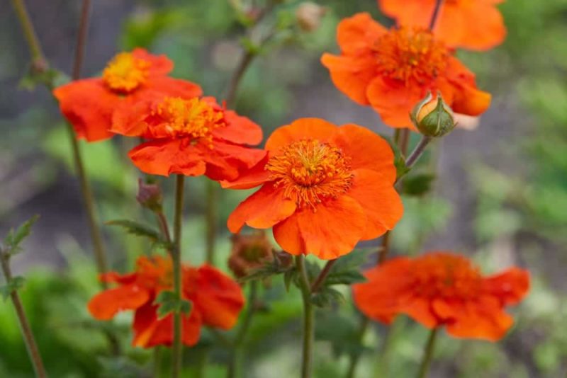 How To Grow Geums (Avens) - These Plants Are A Firm Favourite At RHS ...