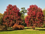 10 Acer Tree & Bush Types For Your Garden | Horticulture.co.uk