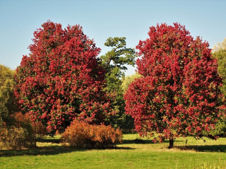 10 Acer Tree & Bush Types For Your Garden | Horticulture.co.uk