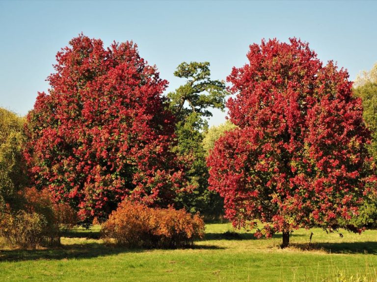 10 Acer Tree & Bush Types For Your Garden | Horticulture.co.uk