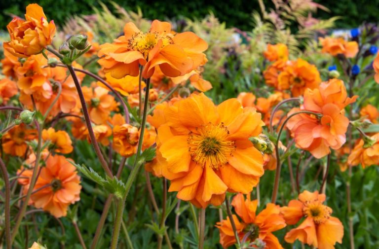 How To Grow Geums (Avens) - These Plants Are A Firm Favourite At RHS ...