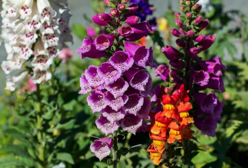 This Is How Experts Grow Foxgloves, Including Managing Their 2 Year ...