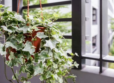 From Bird's Nest Fern To String Of Pearls - 19 Impressive Trailing ...