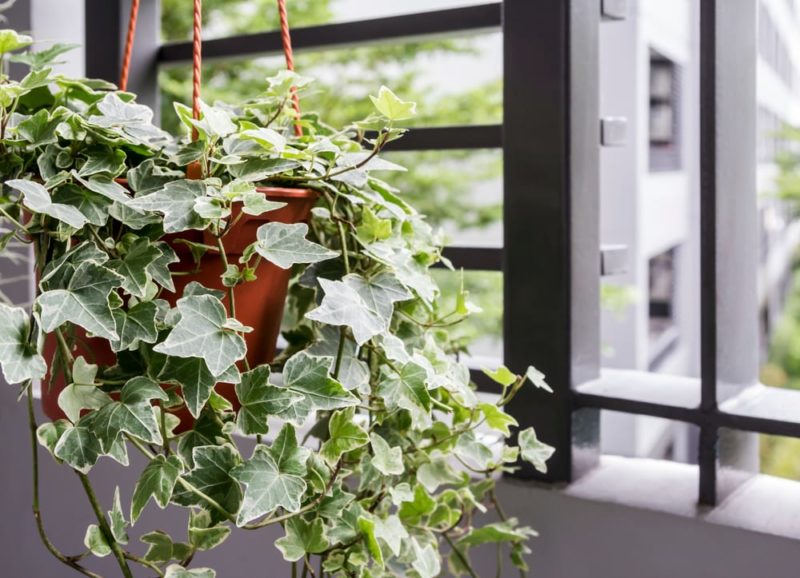 From Bird's Nest Fern To String Of Pearls - 19 Impressive Trailing ...