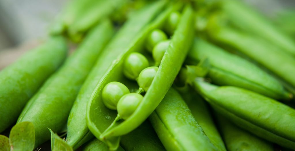 How To Grow Garden Peas - Plant Care & Tips | Horticulture™