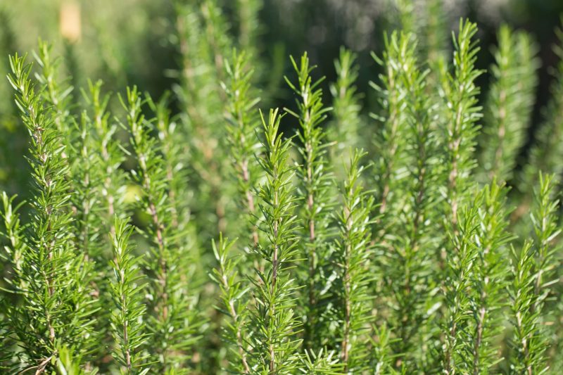 How To Grow Rosemary | Horticulture Magazine