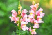These Are The Conditions You Need To Grow Snapdragons Say ...