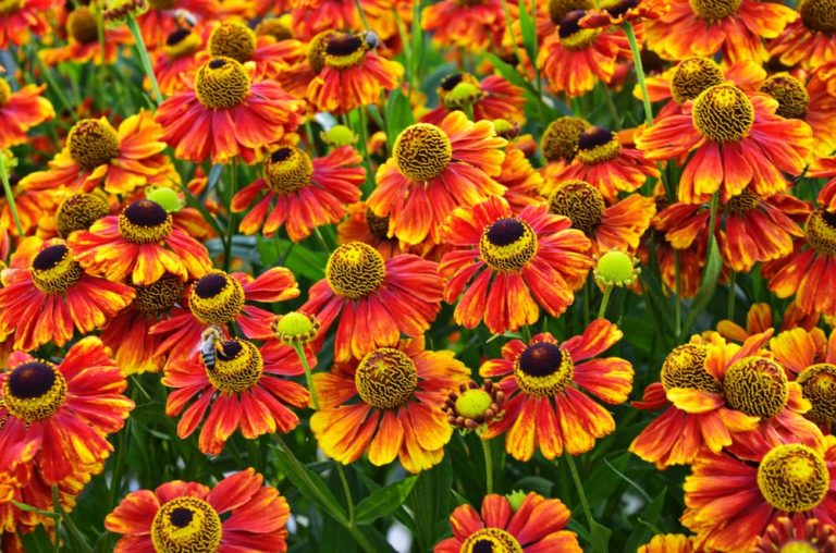 How To Grow & Care For Heleniums | Horticulture Magazine
