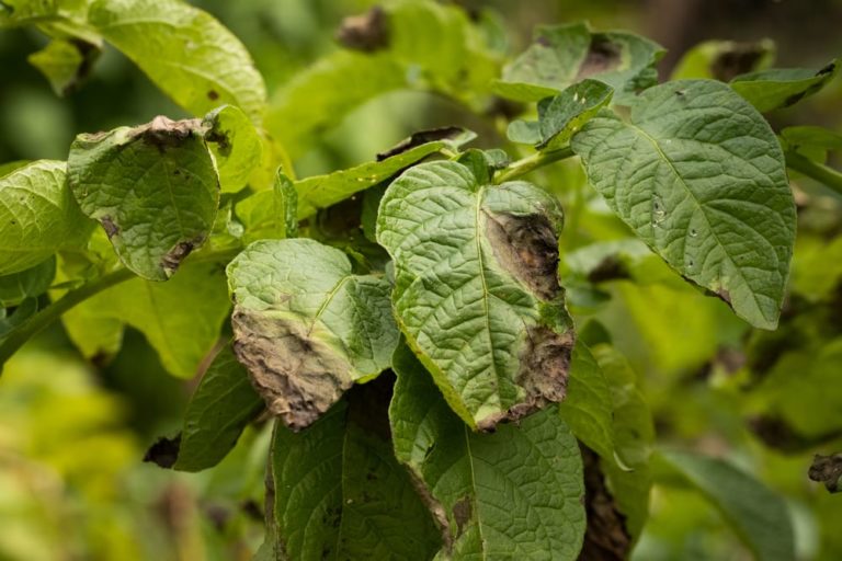 Struggling With Potato Blight? Reduce The Chances Of It Taking Hold ...